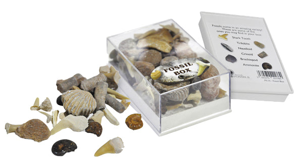 Fossil Box (an assortment of British fossils) – Inspire Me Online